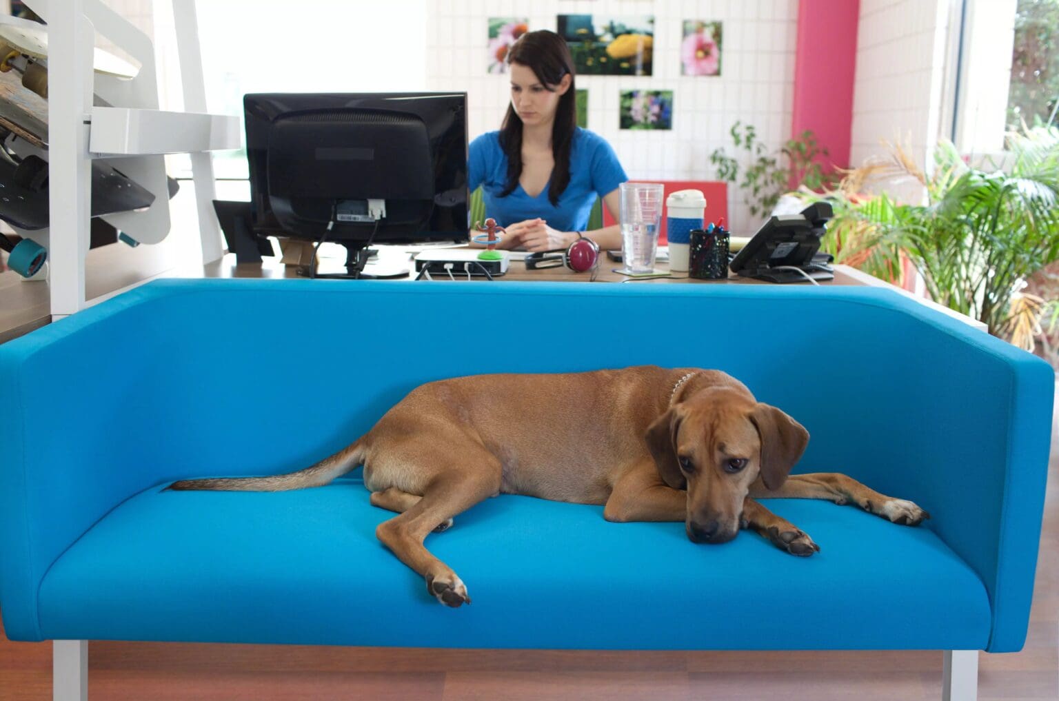 5 Benefits of a dog-friendly office! - Red Thread
